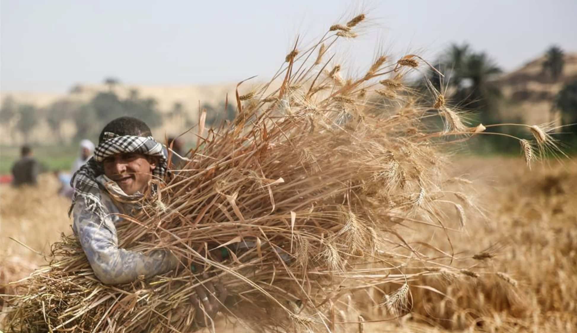 Graan uit de woestijn-2 | MissionInvest